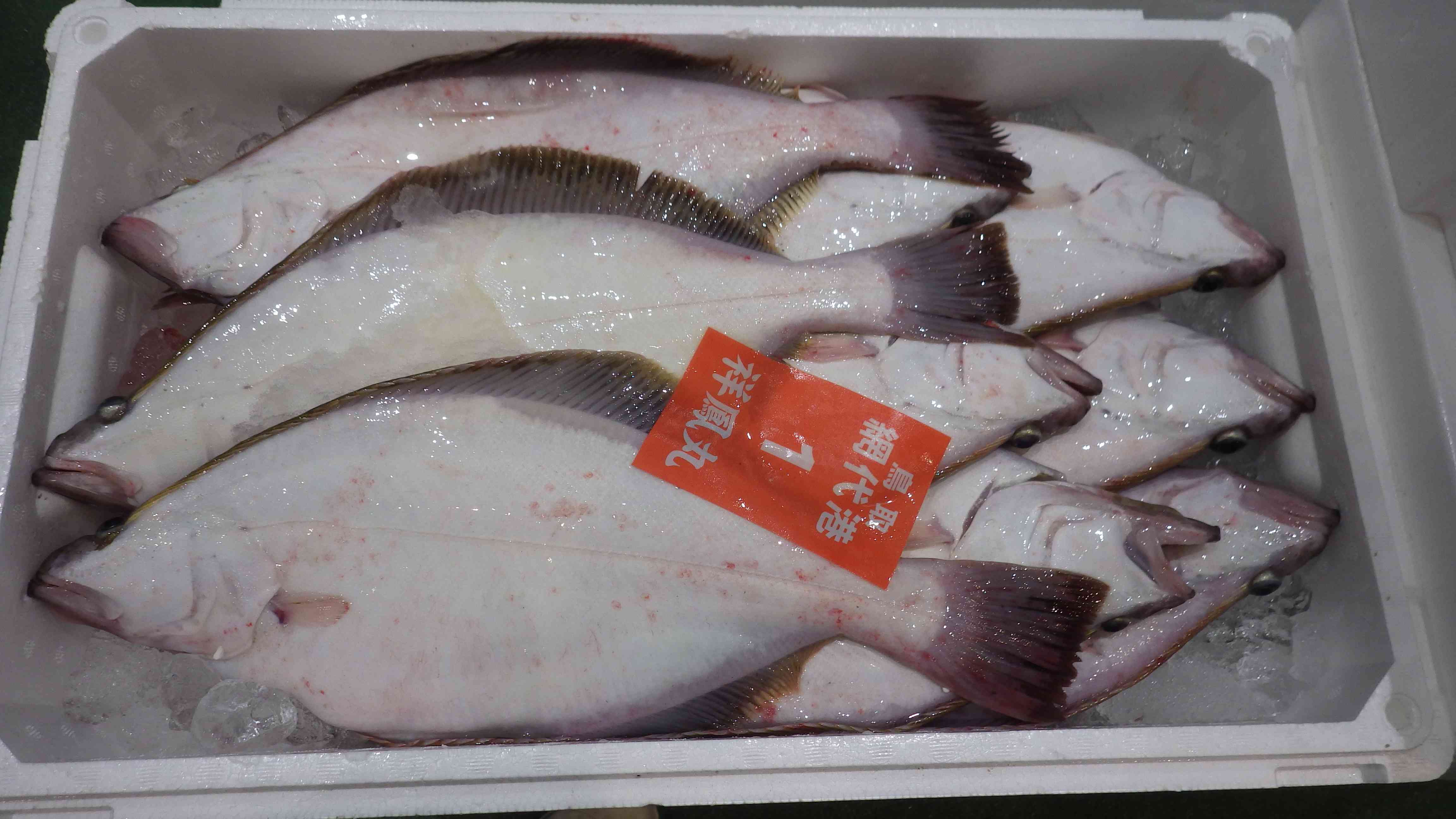 2023年4月27日＠県営境港水産物地方卸売市場/とりネット/鳥取県公式サイト