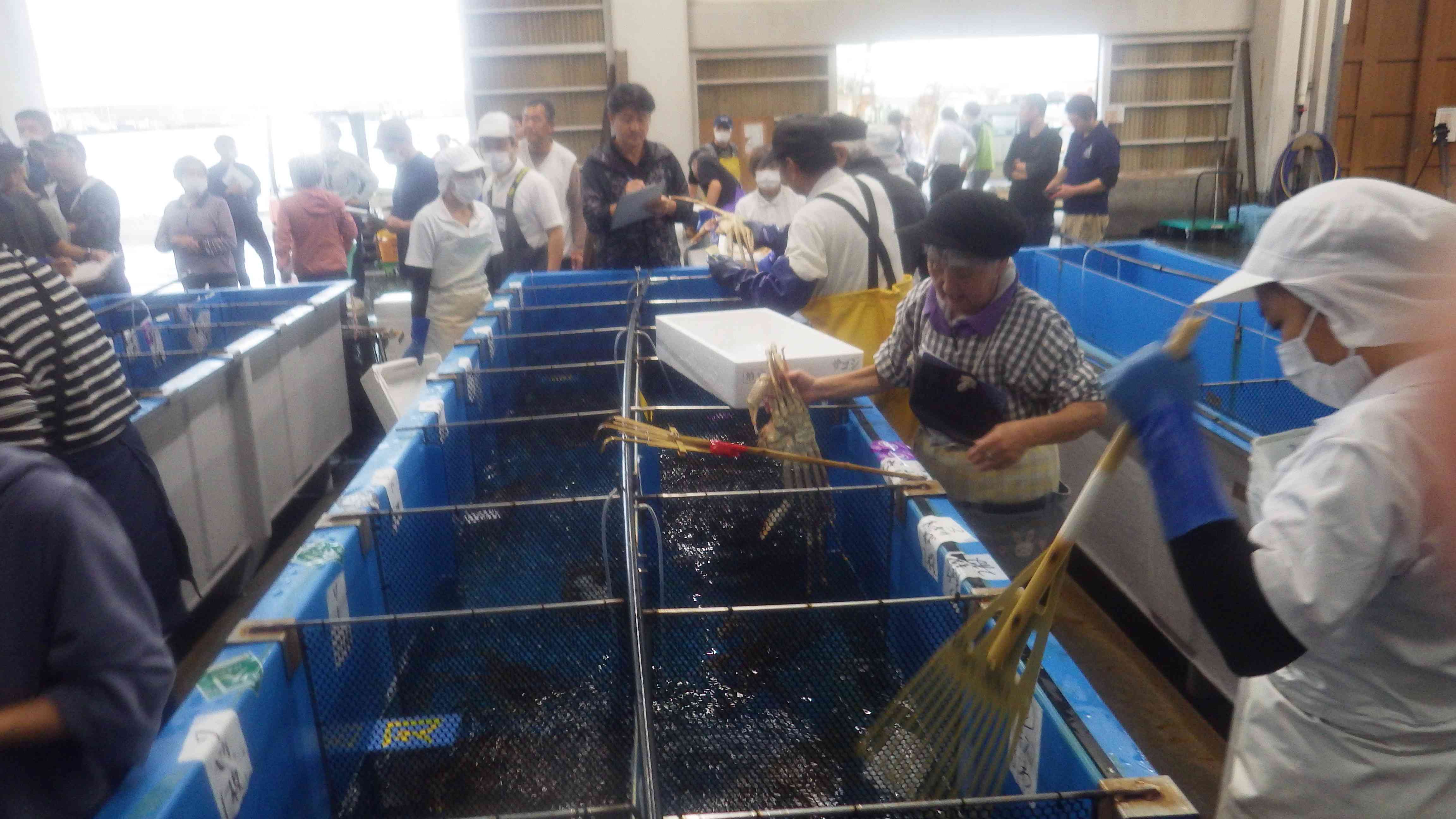 2023年11月6-7日（2023年ズワイガニ漁解禁時の市場調査）/とりネット/鳥取県公式サイト