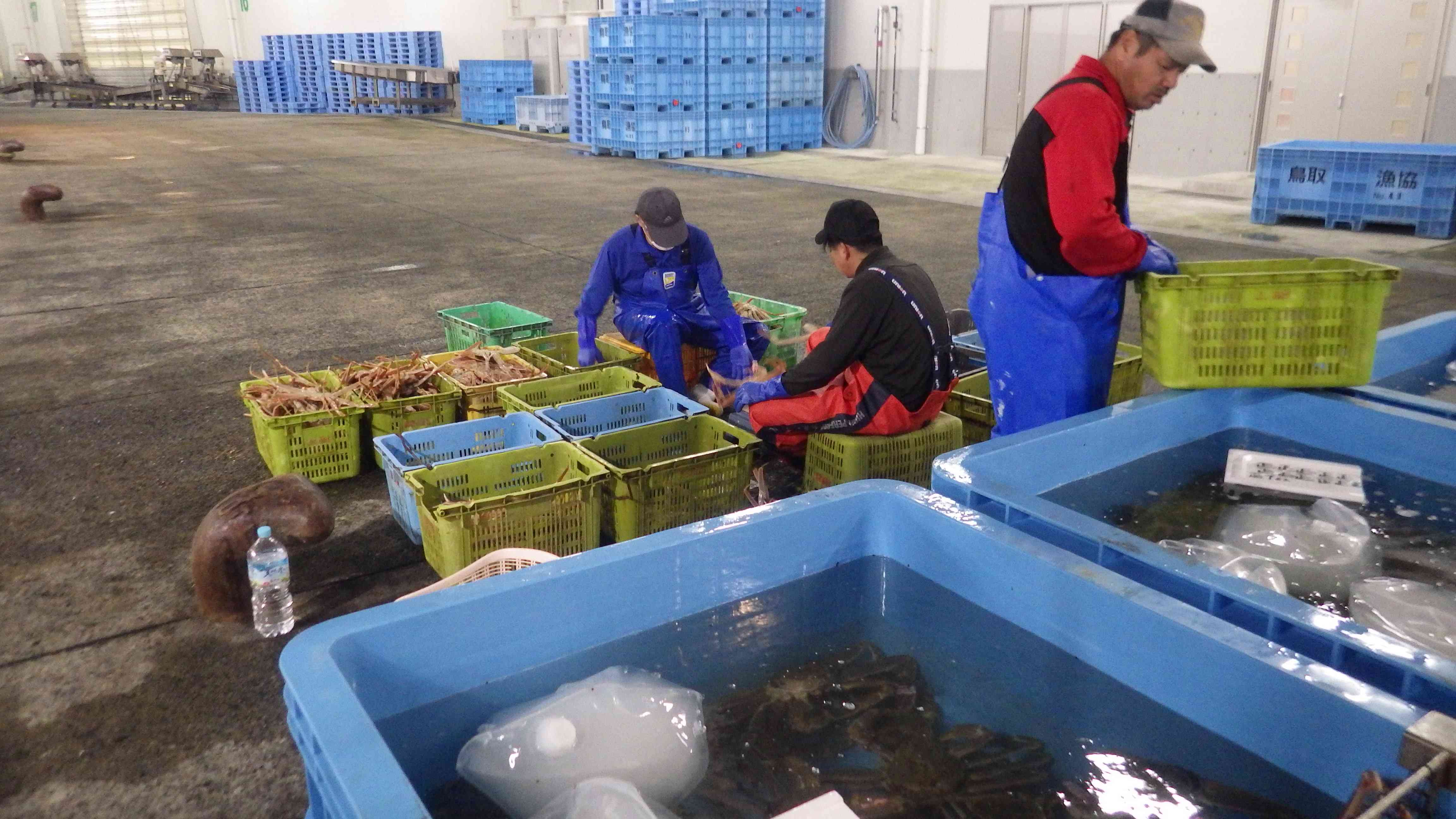 2023年11月6-7日（2023年ズワイガニ漁解禁時の市場調査）/とりネット/鳥取県公式サイト