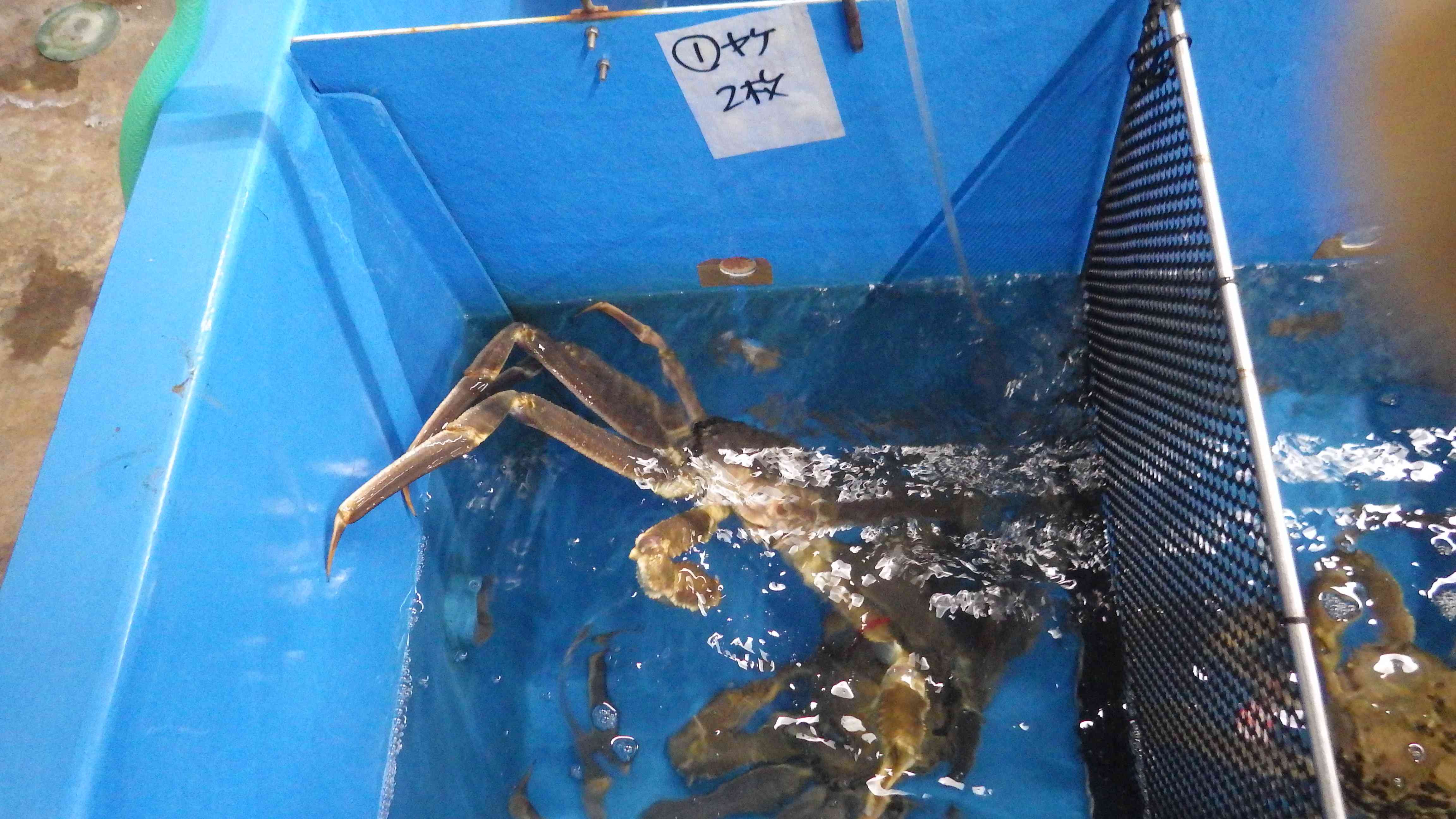 2023年11月6-7日（2023年ズワイガニ漁解禁時の市場調査）/とりネット/鳥取県公式サイト