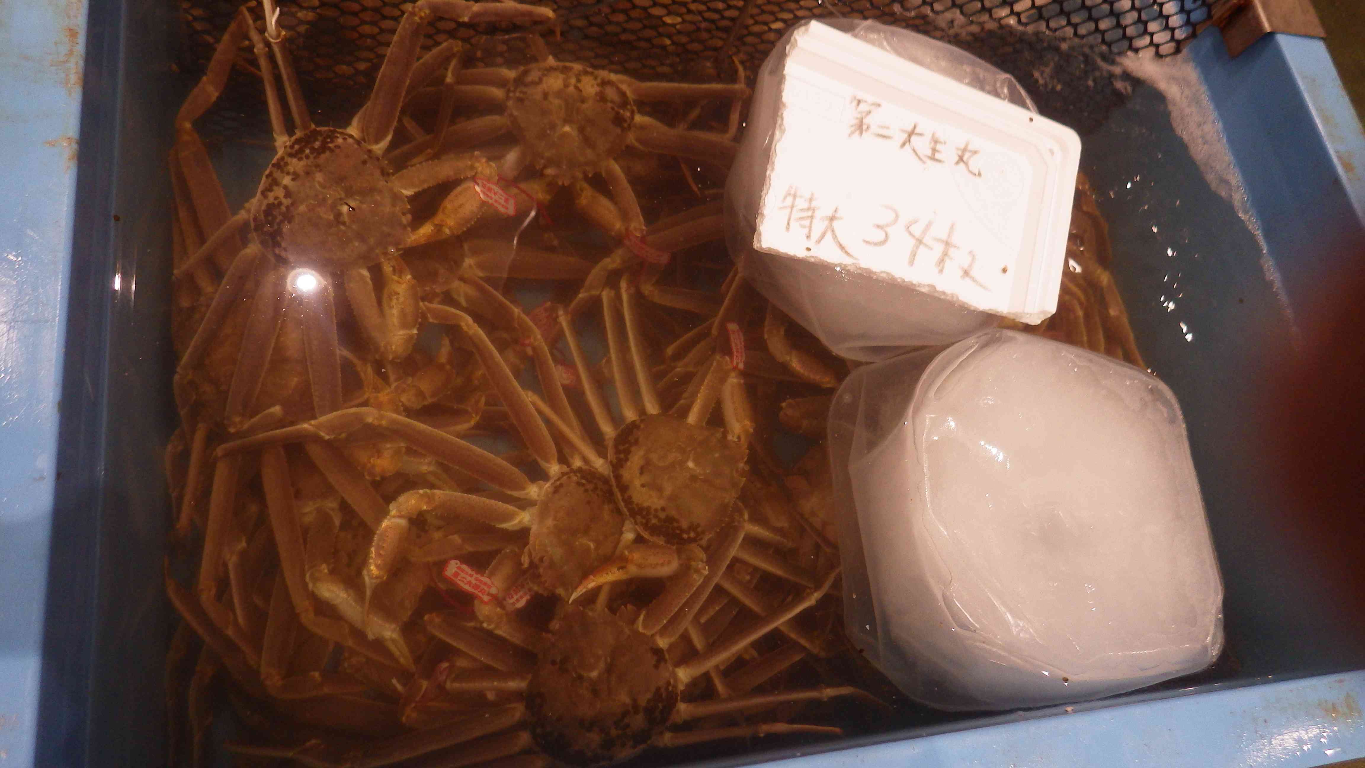 2023年11月6-7日（2023年ズワイガニ漁解禁時の市場調査）/とりネット/鳥取県公式サイト